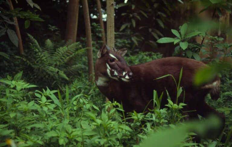 16 Surprising Facts About The Endangered Saola, The 'Asian Unicorn'