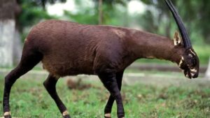 16 Surprising Facts About The Endangered Saola, The 'Asian Unicorn'