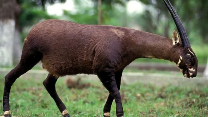 16 Surprising Facts About The Endangered Saola, The 'Asian Unicorn'
