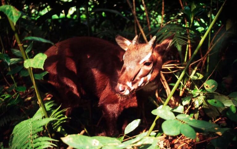 16 Surprising Facts About The Endangered Saola, The 'Asian Unicorn'