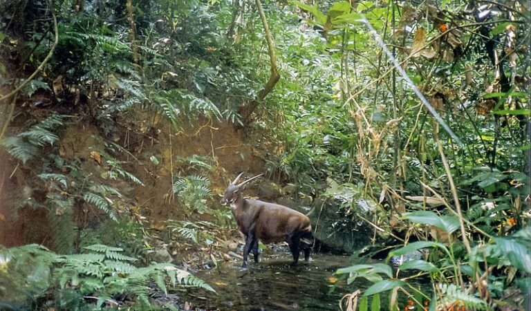16 Surprising Facts About The Endangered Saola, The 'Asian Unicorn'