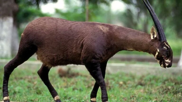 16 Surprising Facts About The Endangered Saola, The 'Asian Unicorn'