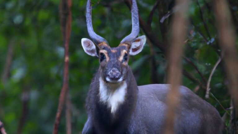 16 Surprising Facts About The Endangered Saola, The 'Asian Unicorn'