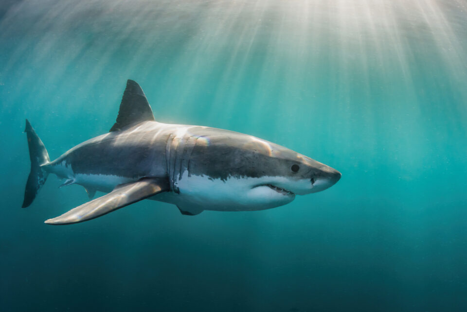 12 Reasons Why You Won’t Find Great White Sharks In Aquariums