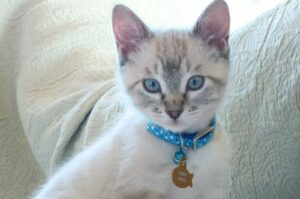 15 Different Types Of Siamese Cats You Probably Didn’t Know