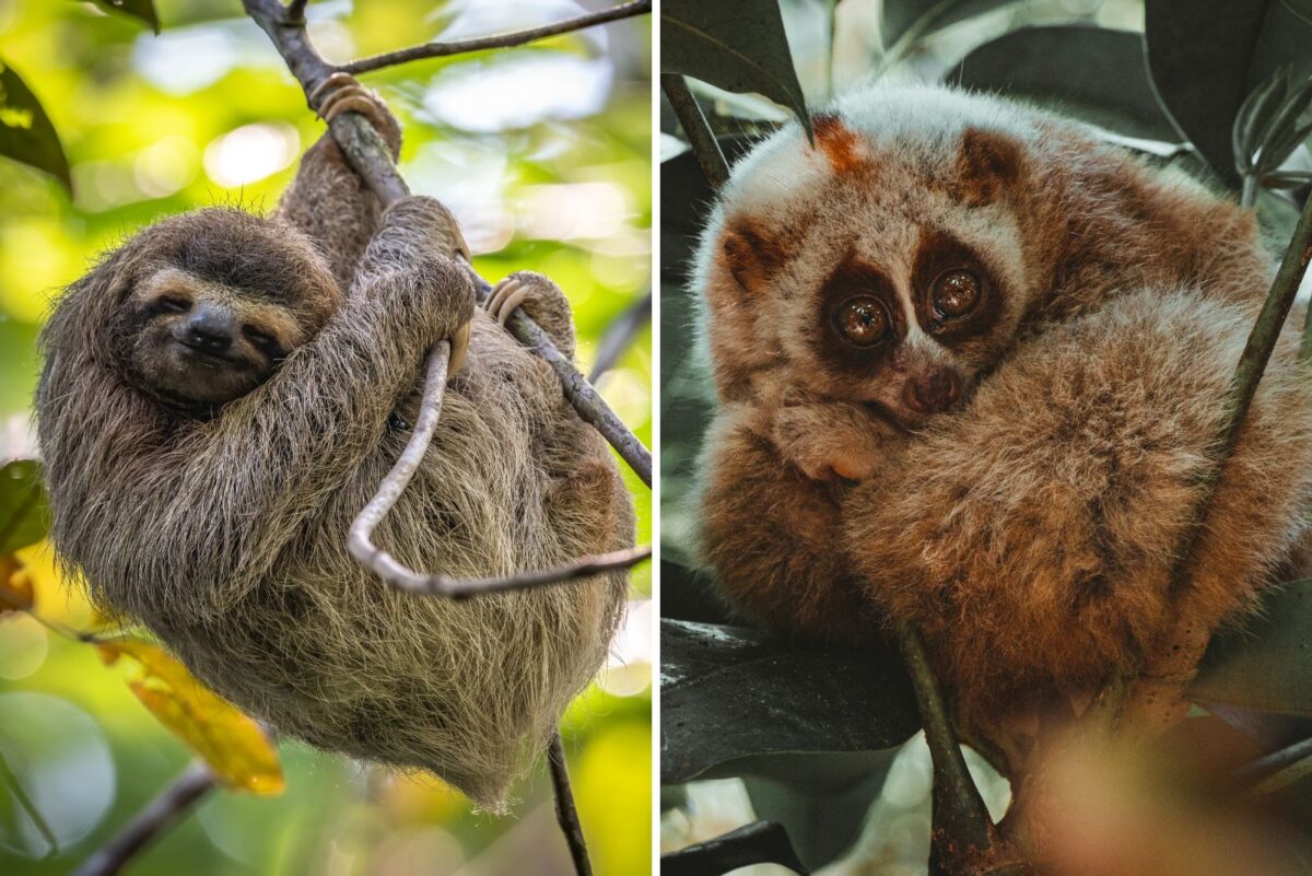 Sloth Vs Slow Loris: 10 Surprising Differences You Never Knew