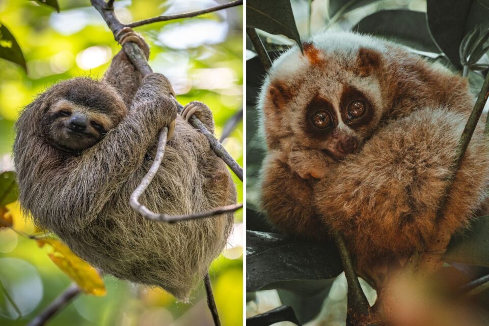 Sloth Vs Slow Loris: 10 Surprising Differences You Never Knew