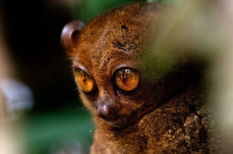12 Terrific Facts About Tarsiers
