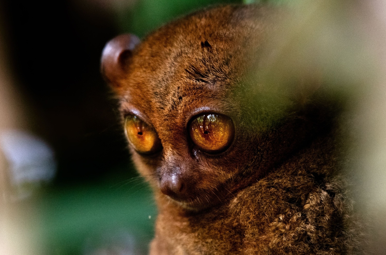12 Terrific Facts About Tarsiers
