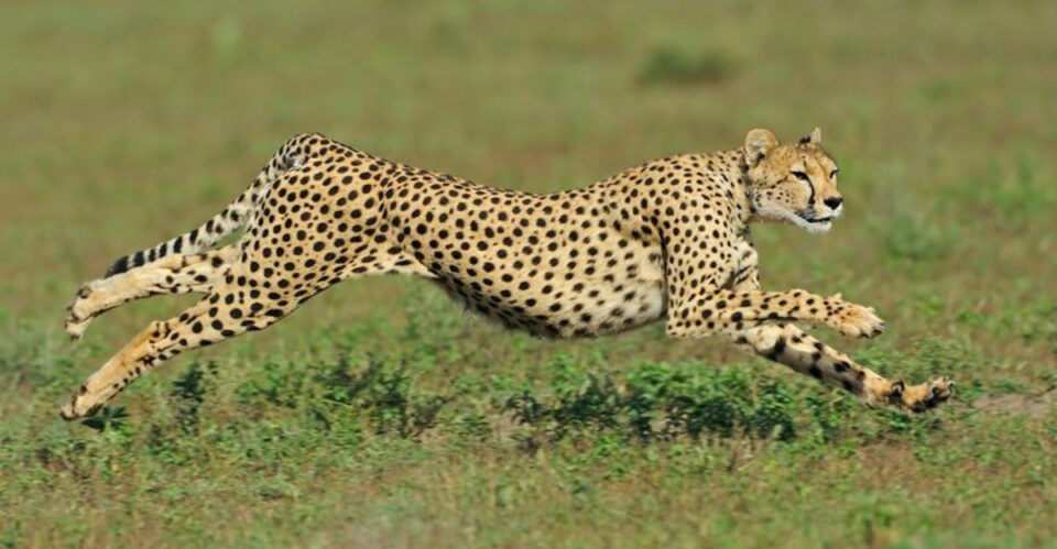 The 10 Fastest Cats That Take The Lead In Nature’s Race