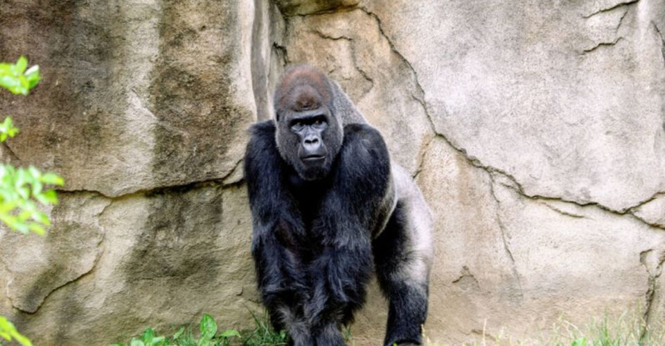 The Last Of Their Species: 12 Animals That May Vanish Forever In 2025