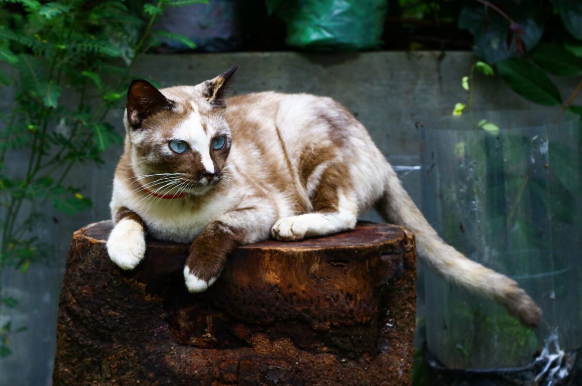 15 Different Types Of Siamese Cats You Probably Didn’t Know