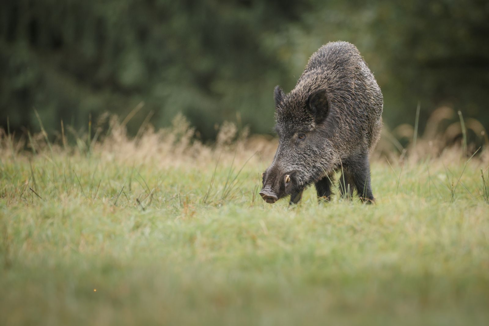 The Biggest Wild Boars Ever Caught In The U.S.
