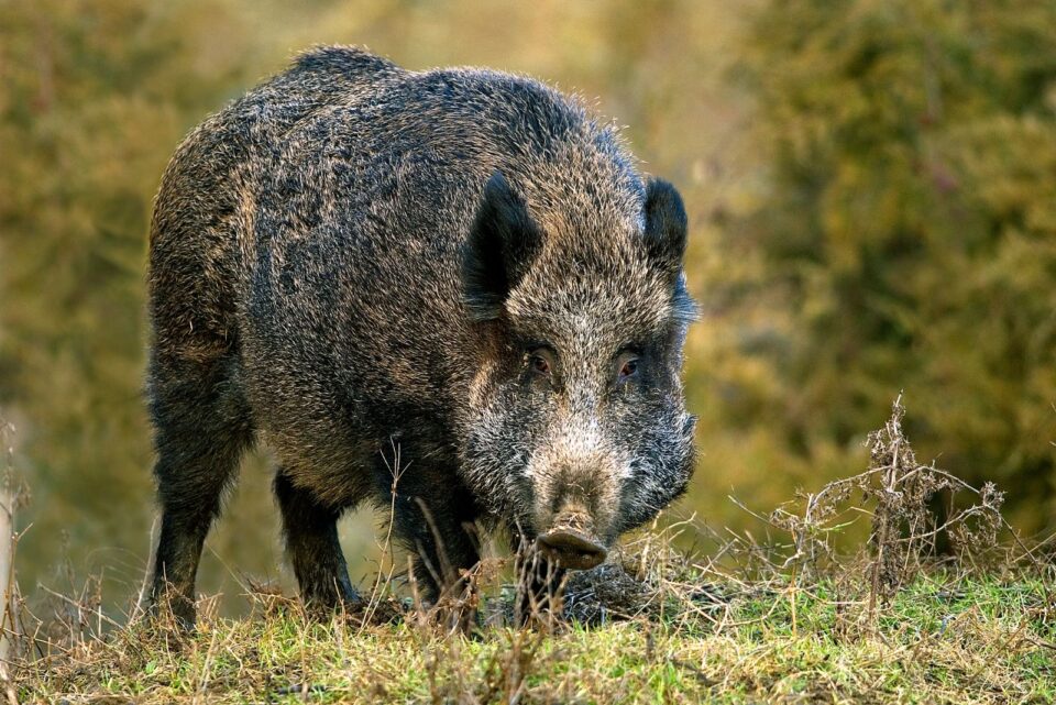 The Biggest Wild Boars Ever Caught In The U.S.
