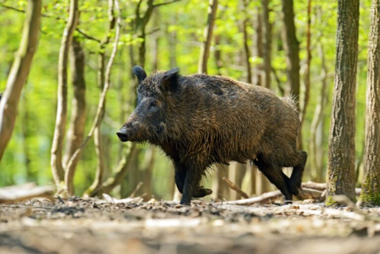The Biggest Wild Boars Ever Caught In The U.S.