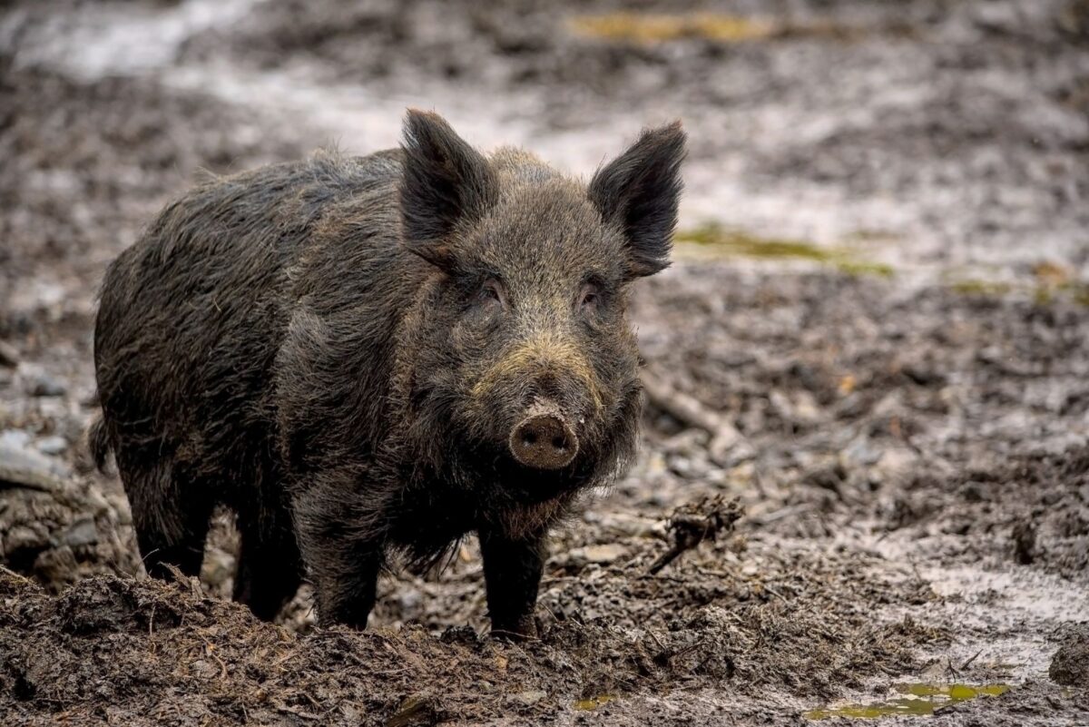 The Biggest Wild Boars Ever Caught In The U.S.