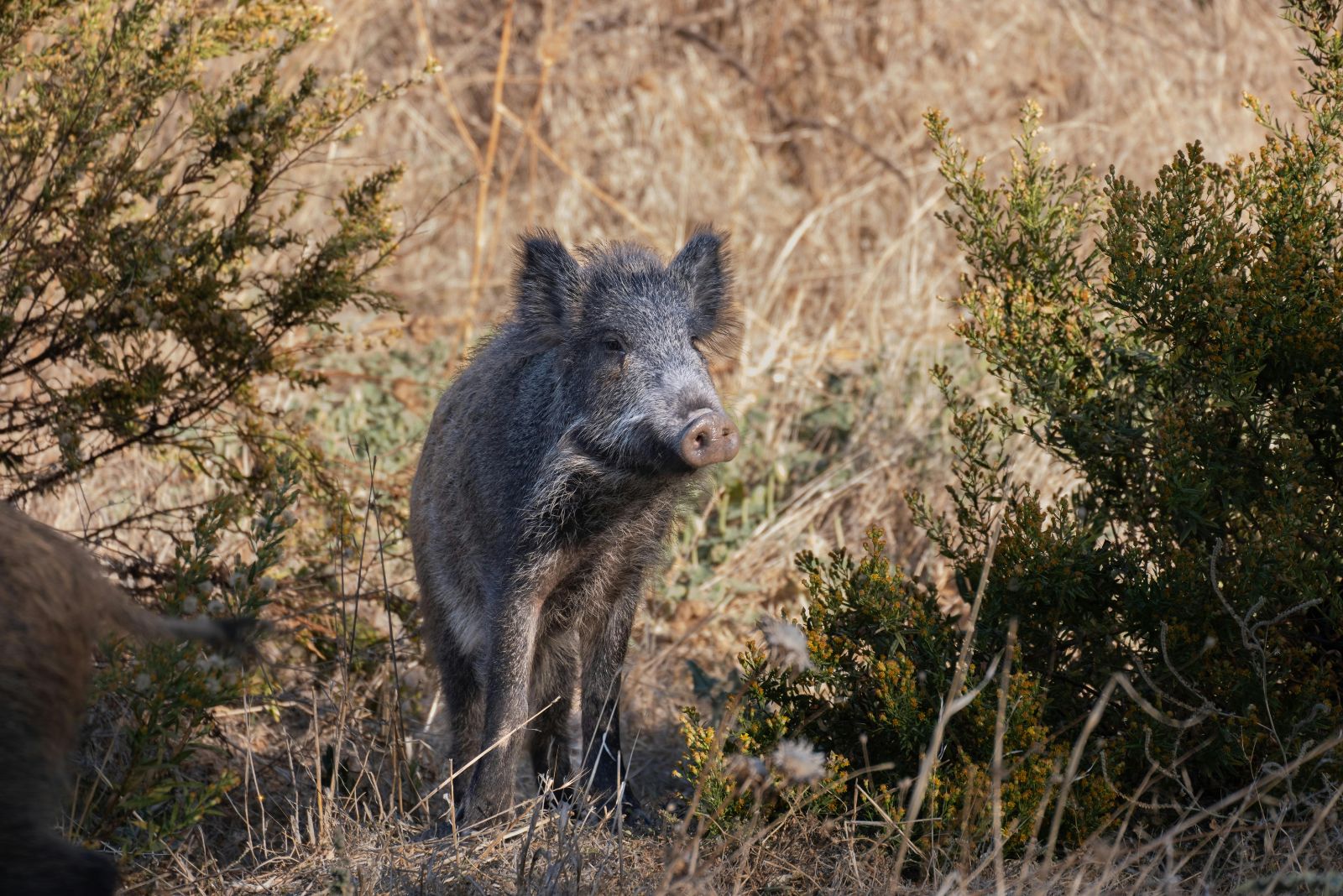 The Biggest Wild Boars Ever Caught In The U.S.