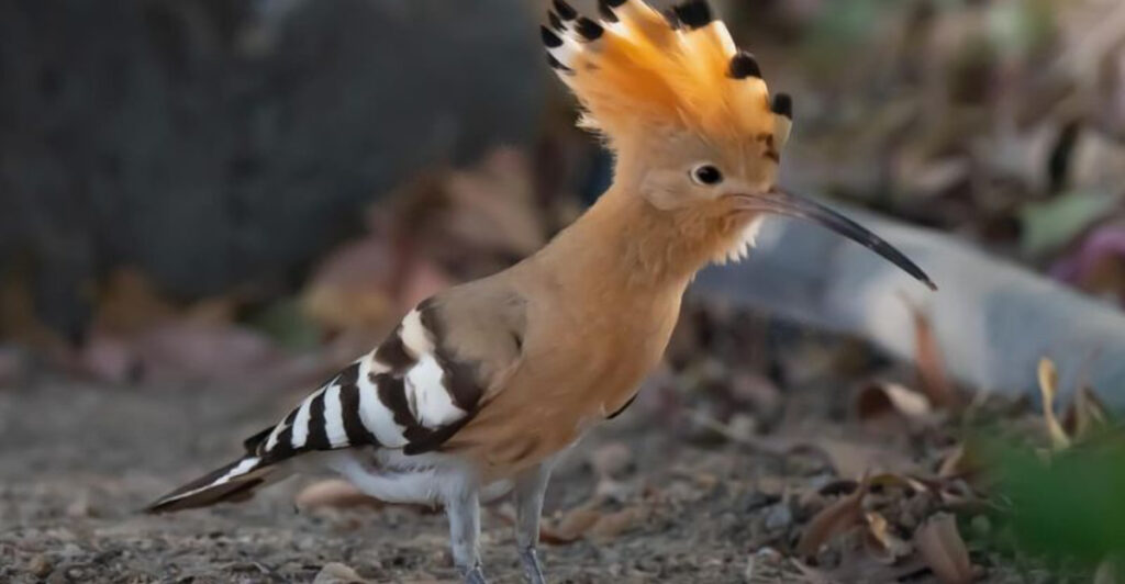 10 Most Poisonous Birds And Where To Find Them – Animalko