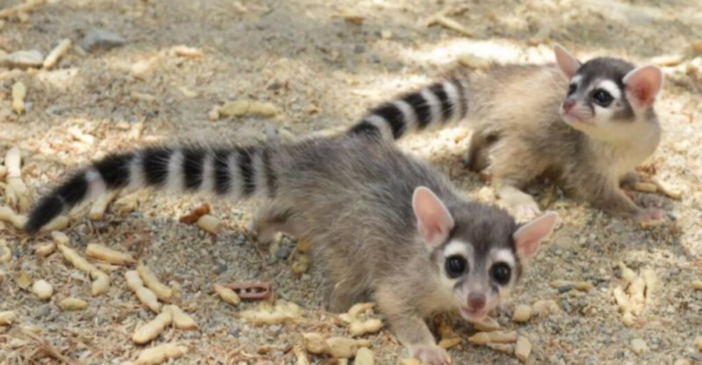 10 Amazing Animals That Look Like Raccoons