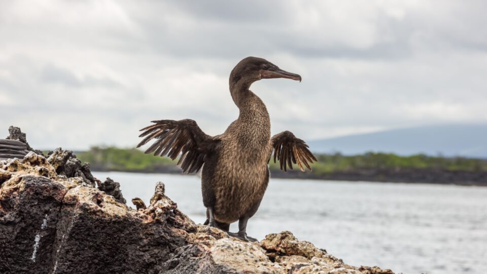 13 Fascinating Blind Animals And Their Unique Survival Strategies