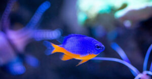 10 Beautiful Blue Fish Perfect For Your Aquarium