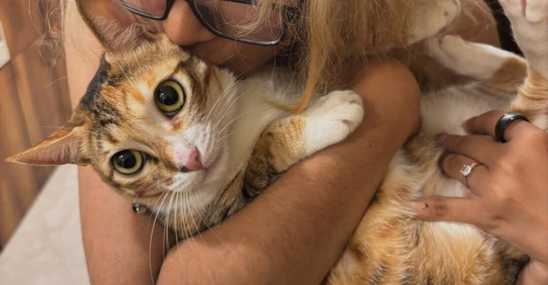 10 Benefits Of Cat Ownership For Baby Boomers: Why Cats Make Great ...