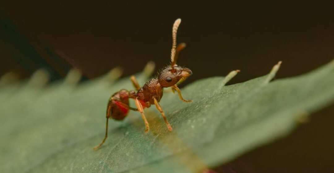 10 Best Kinds Of Ants For Beginner Ant Farms