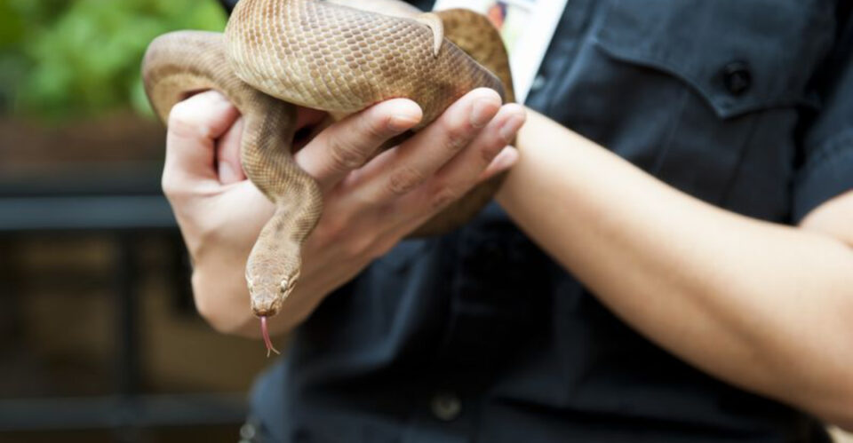10 Best Pet Snakes For Beginners – Careful What You Choose