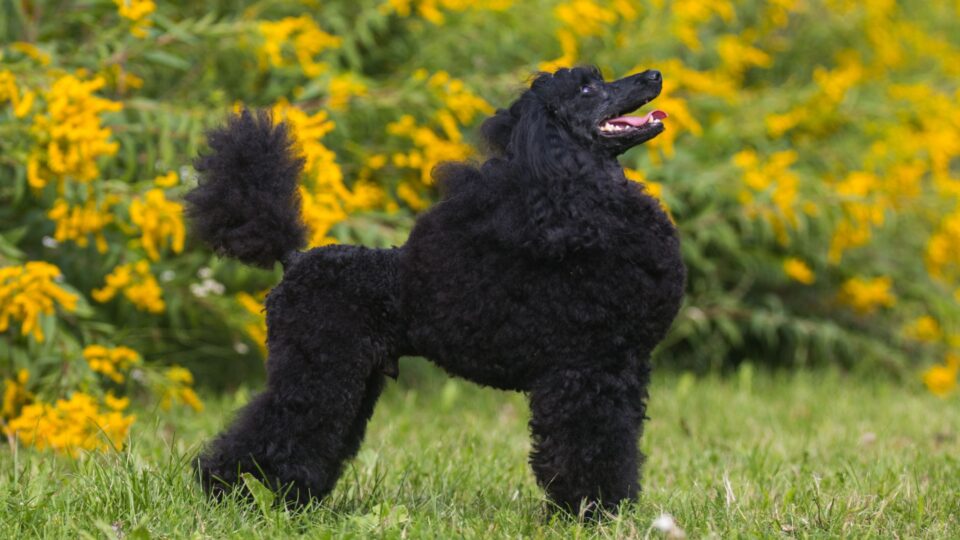 10 Common Questions About The Adorable Moyen Poodle
