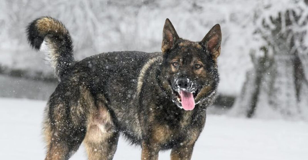 10 Courageous Dog Breeds That Never Back Down