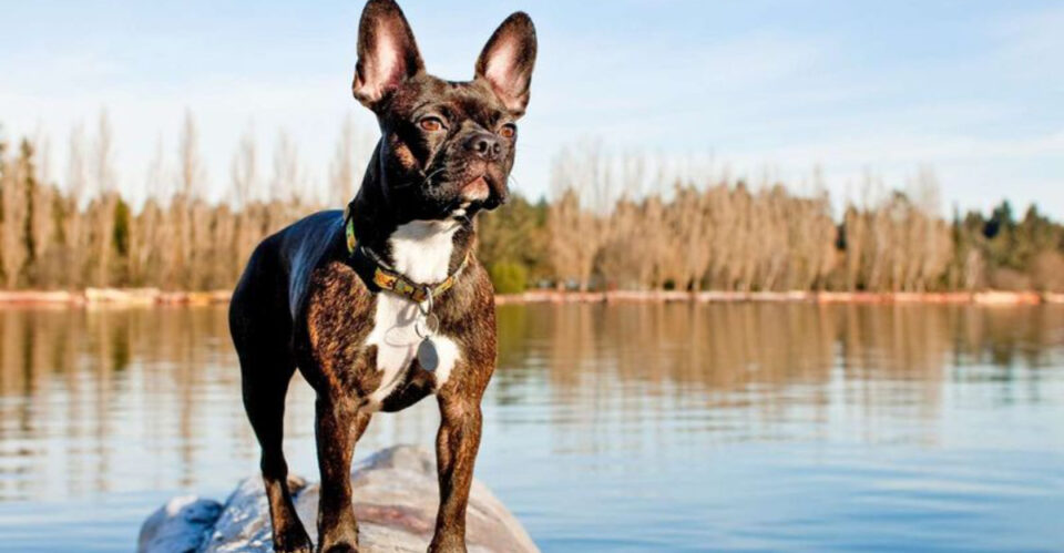 10 Dog Breeds That Look Like French Bulldogs