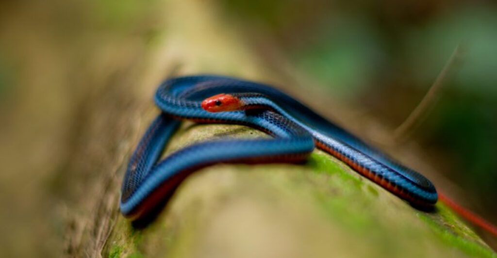 10 Exquisite Snakes That Reveal Nature’s Beauty