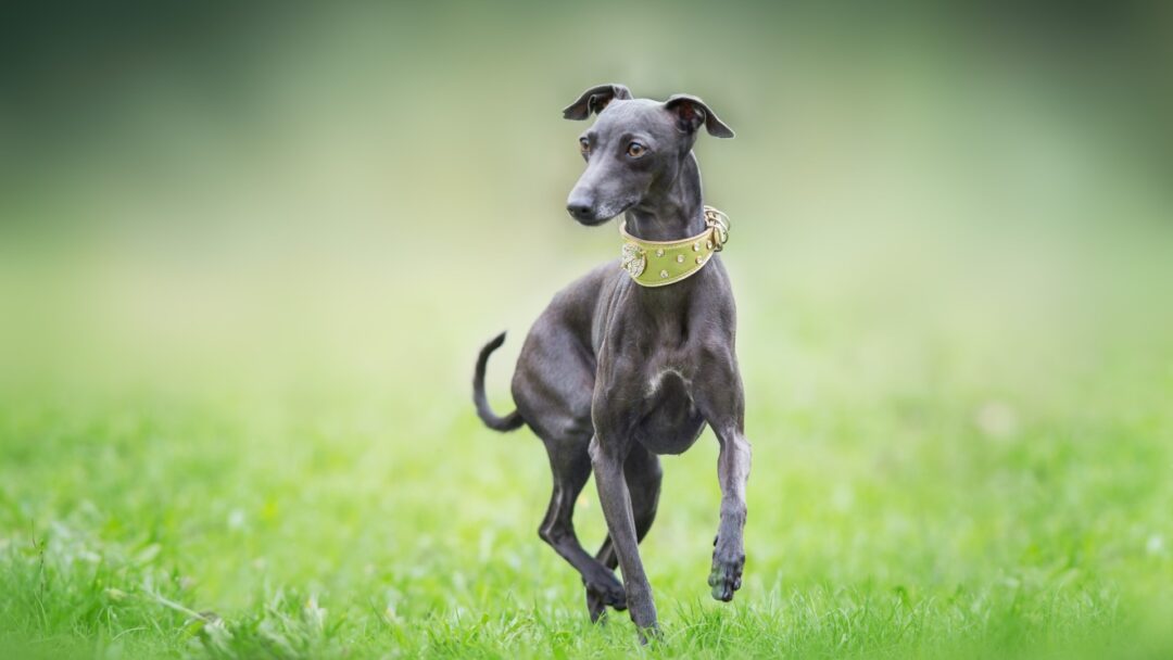 10 Gorgeous Greyhound Coat Colors