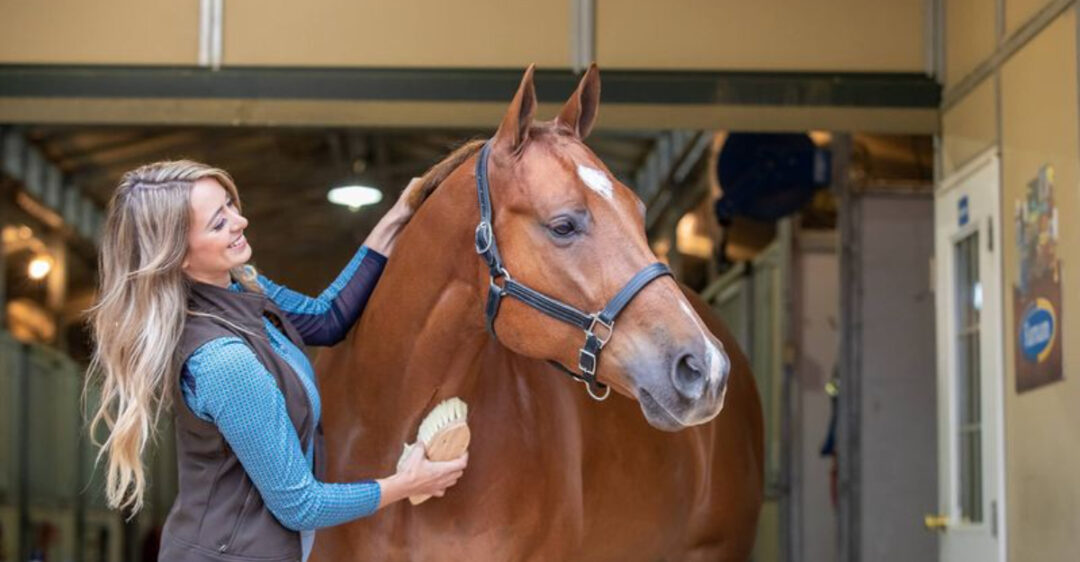 10 Horse Care Tips And Tricks