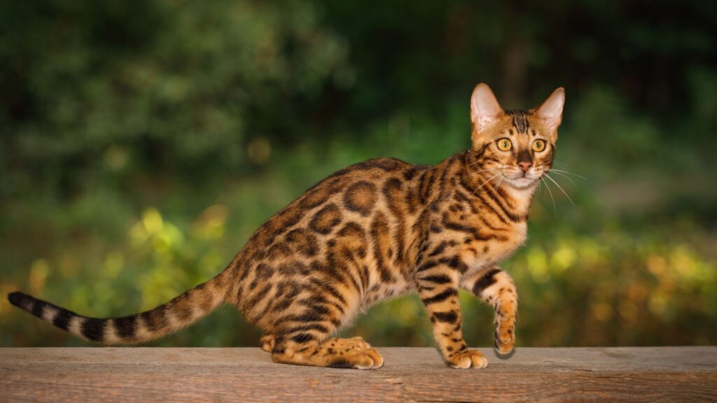 10 Hybrid Cat Breeds That Have Wild DNA (And What That Means For Owners)