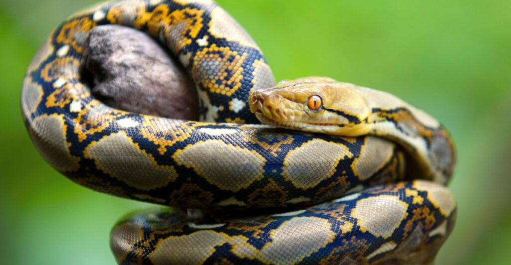 10 Non-Venomous Pet Snakes That Can Still Be Dangerous (And Why?)