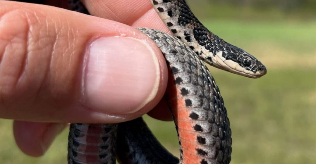 10 Of The World’s Smallest Snakes