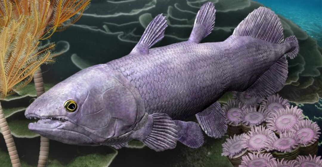 10 Surprising Facts About The Coelacanth, The Deep-Sea Living Fossil
