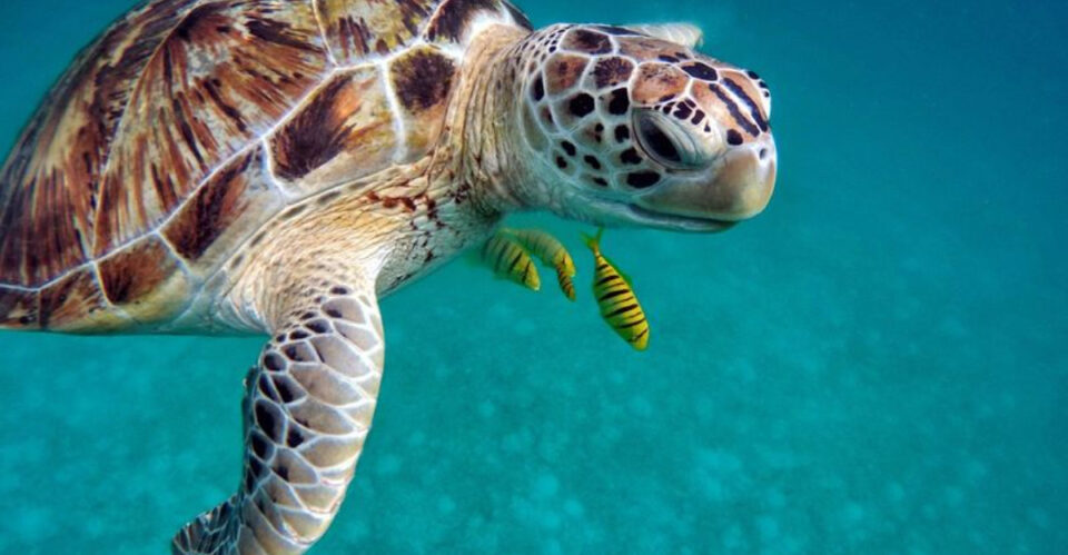 10 Ways To Protect Sea Turtles In The Caribbean