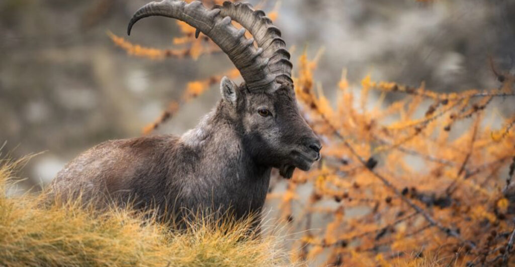 11 Amazing Mammals That Thrive In The World’s Highest Mountains