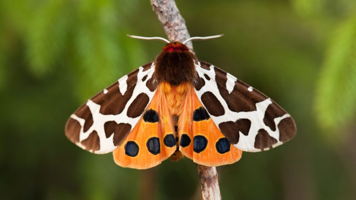 11 Beautiful Moths That Outshine Butterflies