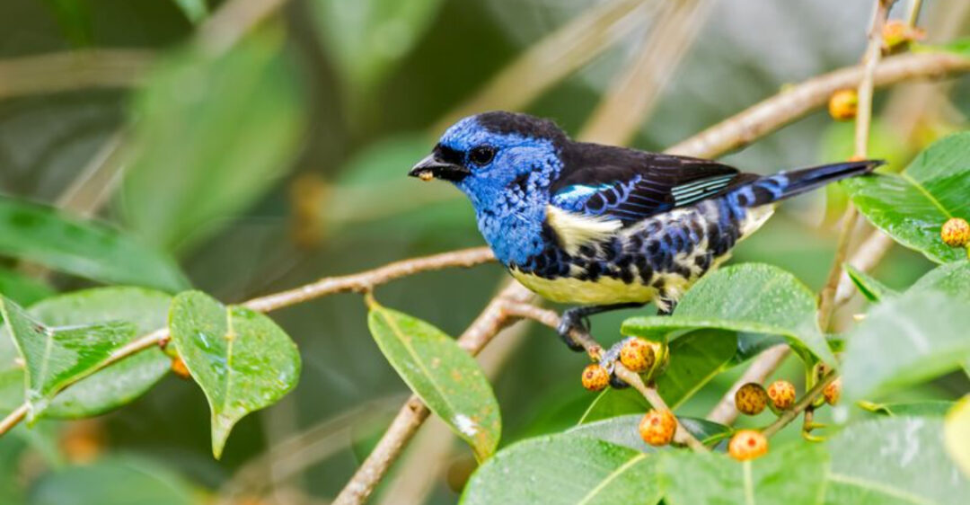 11 Beautiful Tanagers Every Bird Lover Should Know