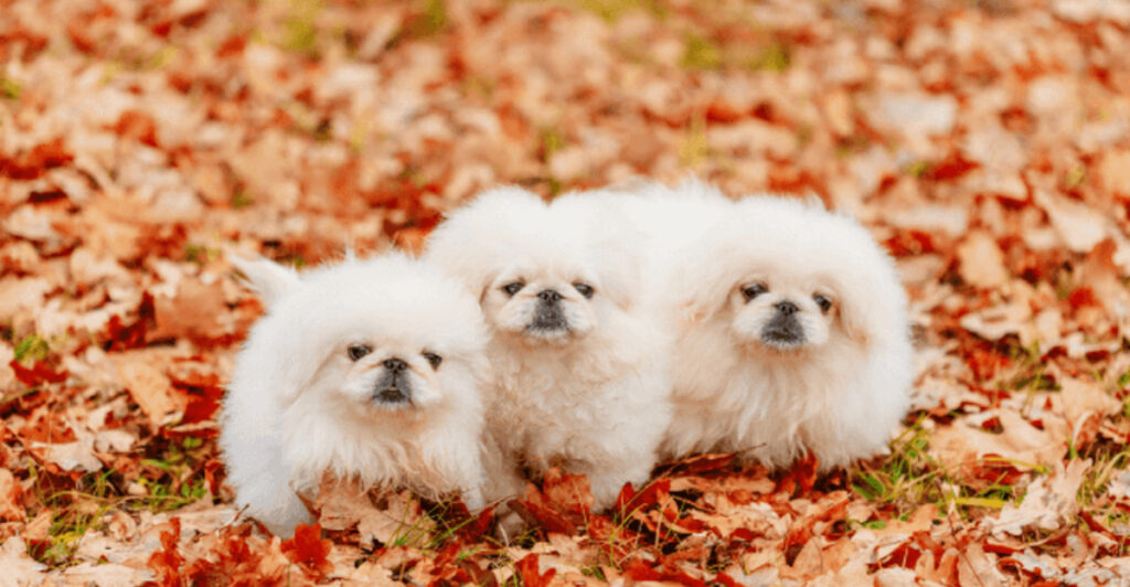 11 Charming Dog Breeds That Resemble The Maltese
