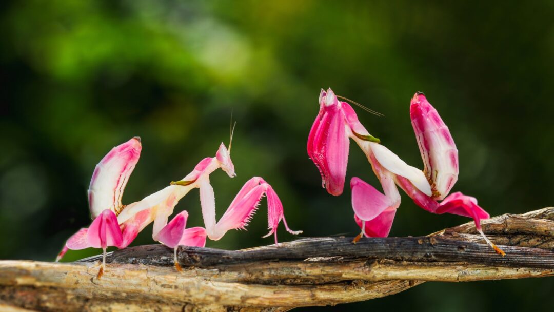 11 Colorful Insects That Are Nature's Works Of Art