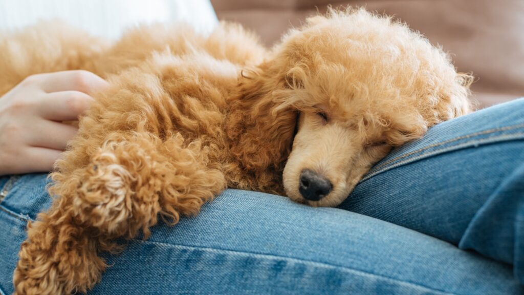 15 Chill Dog Breeds Perfect For Couch Potatoes And Lazy Days