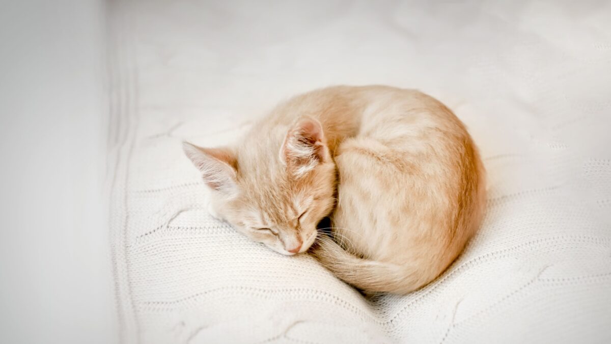11 Fascinating Cat Sleeping Positions And Their Meanings