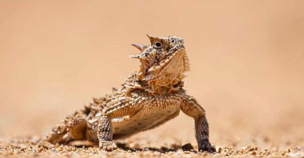 11 Fascinating Facts About The Texas Horned Lizard