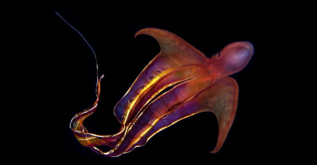 11 Incredible And Rare Octopus Species From Across The Globe