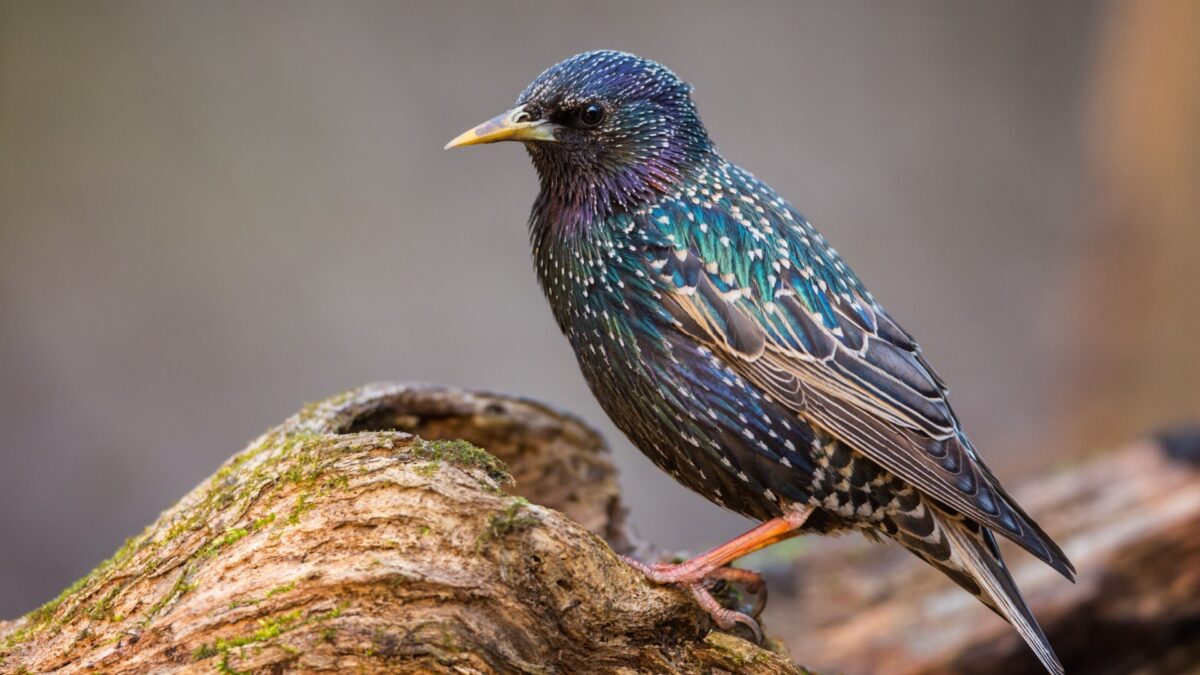 12 Wild Animals That Can Thrive In Captivity (But Are Not Meant To Be Pets)