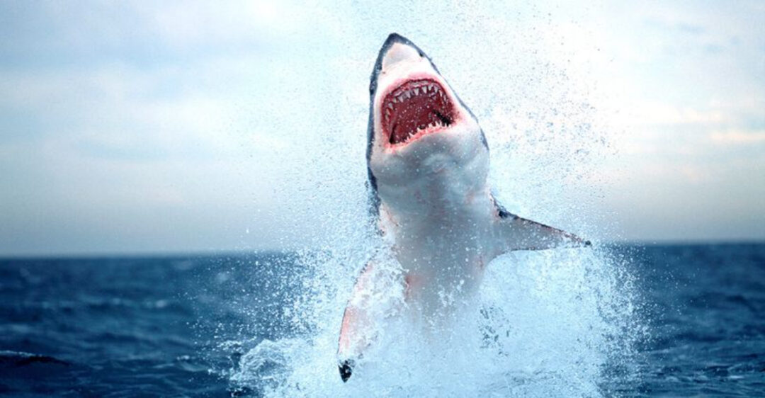 11 Most Dangerous Shark-Infested Waters Around The World